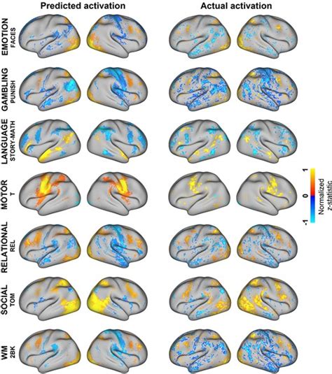 Hierarchy Of Connectivity Function Relationship Of The Human Cortex