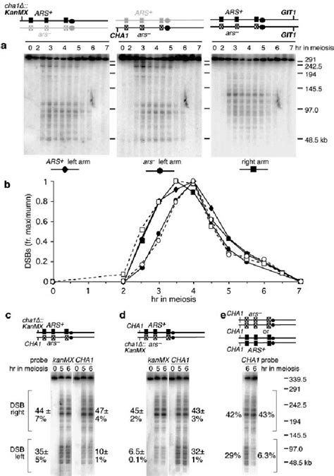 DSB Timing And Levels Are Determined By Replication Timing In Cis A Download Scientific