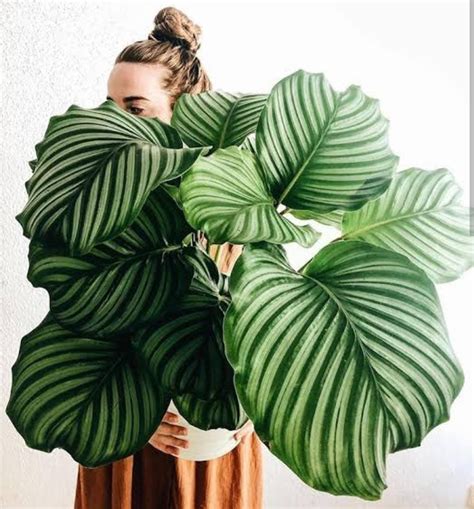 Calathea Orbifolia Jiffy Sized Buy Aquarium Plants And Aquarium
