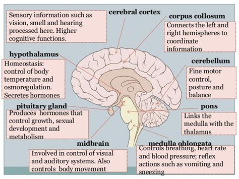Which Part Of The Brain Controls Emotion Bezykt