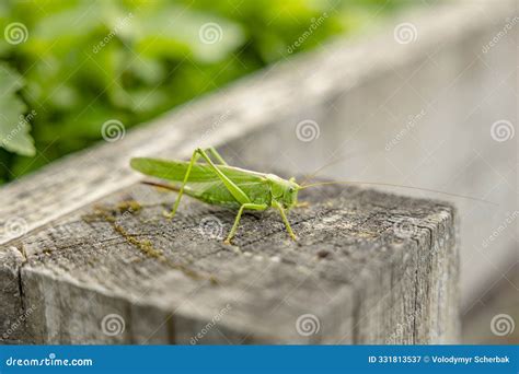 Green Grasshopper On A Wooden Column Stock Image Image Of Ecology