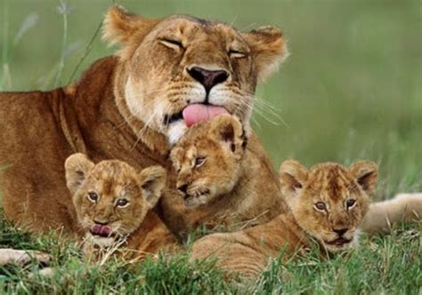 Perkembangan Seksual Pada Hewan Perumperindo Co Id