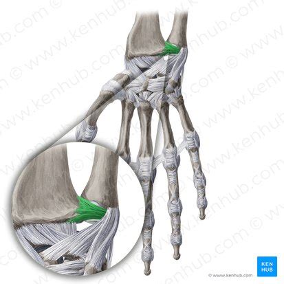 Distal Radioulnar Joint Anatomy Movements Kenhub