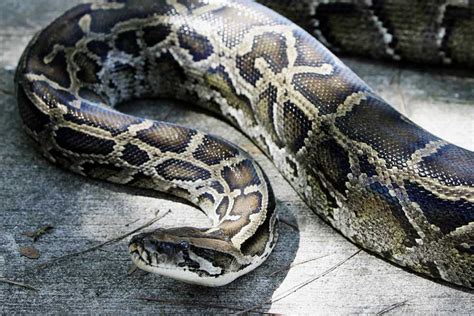 Python 8 Feet Long Python Swallows Goat At Tiger Reserve In Jharkhand