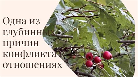 Мужчины убивают свою мать в других женщинах а женщины убивают своего отца в других мужчинах