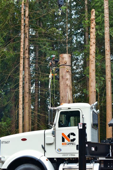 The Crew Has Been Working Hard Primal Tree Service Llc