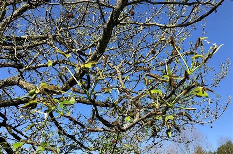 Madison Arborists Battle Gypsy Moths Tree House Arbor Science