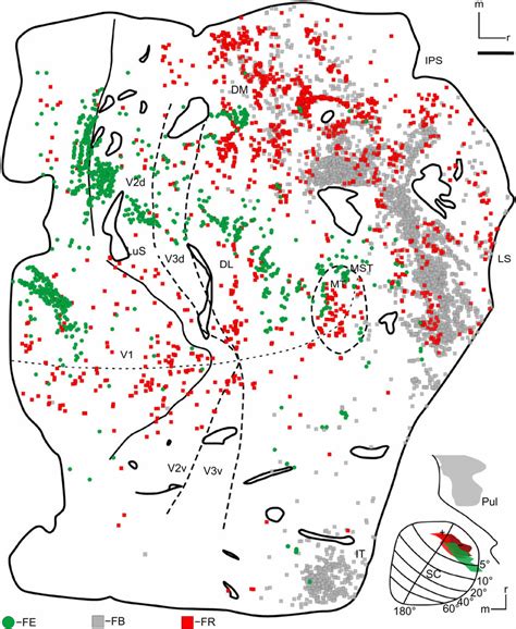 The Distribution Of Cells Through The Right Visual Cortex Of Case 2 Download Scientific Diagram
