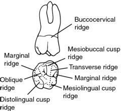 Dental Anatomy And Occlusion Flashcards
