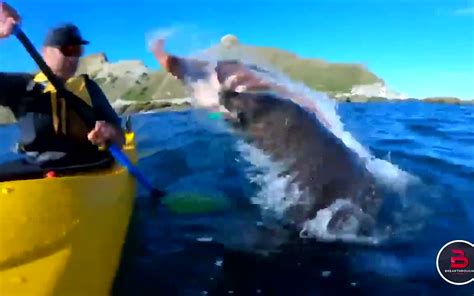 ცოცხალი ორგანიზმი როგორც იარაღი და სათამაშოც Coub