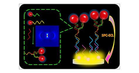 Dna Mediated Auau Dimer Based Surface Plasmon Coupling Electrochemiluminescence Sensor For