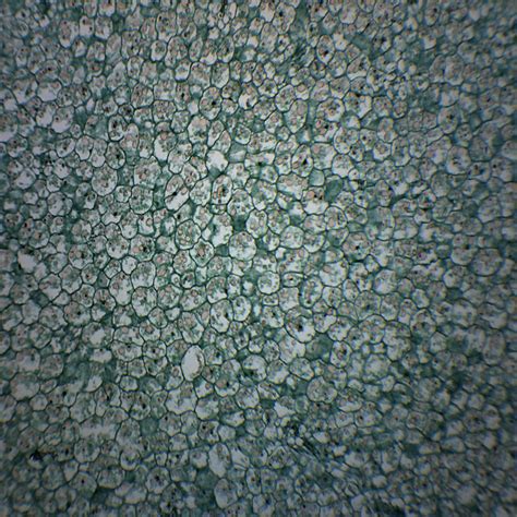 10pk Solanum Tuber Section Prepared Microscope Slides Classroom Pack 10 Slides In Storage