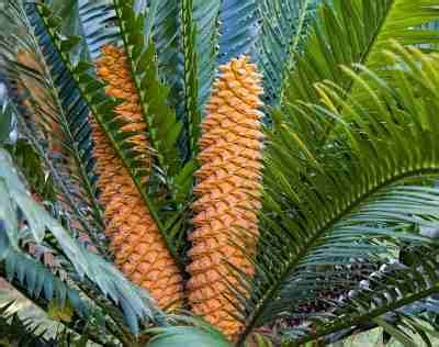Types Of Plants Different Kinds Of Plants And Their Classification