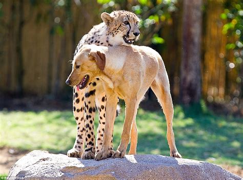 Still Wild About Each Other The Cheetah And Labrador Raised Together