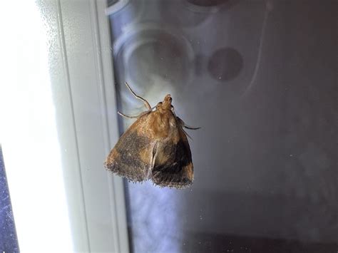 クロフテングイラガ 成虫 Microleon Longipalpis Butler 1885 身近な自然に癒されて