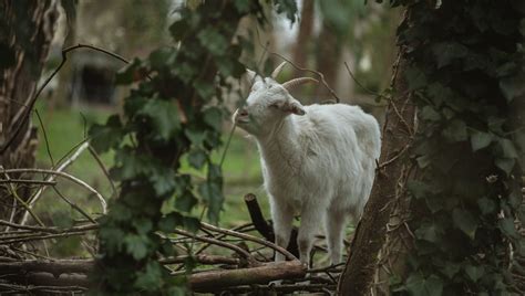 Geit Dier Gratis Foto Op Pixabay Pixabay