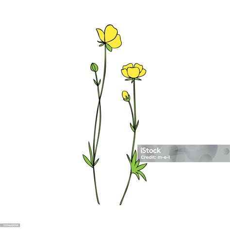 미나리 꽃 또는 크로우 풋 나뭇 가지 세트 벡터 일러스트 는 흰색 배경에 고립 잉크 스케치 장식 허브 낙서 디자인 의학라인 아트 결혼식 초대 인사말 카드 화장품 꽃 식물에