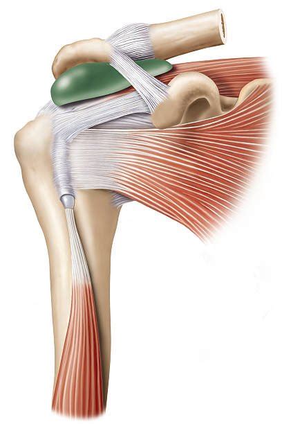 Swell Physiotherapy And Pilates Cronulla