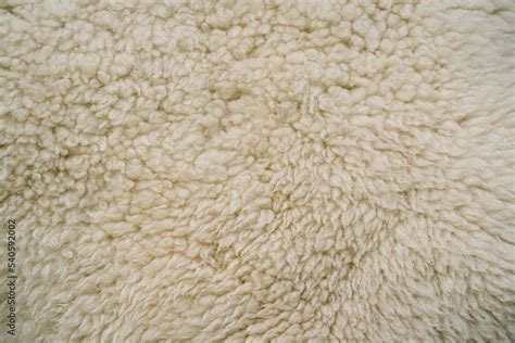 Sheep Skin Texture Sheepskin Background White Wool Texture Background Natural Fluffy Fur