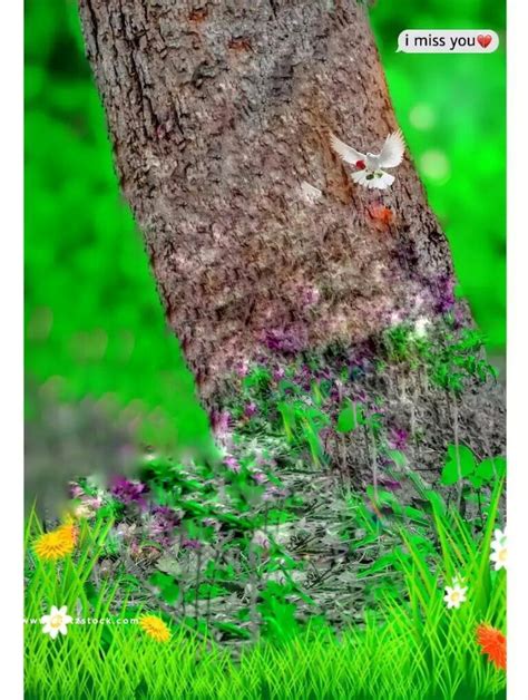 Tree Hd Photoshop Cb Editing Background