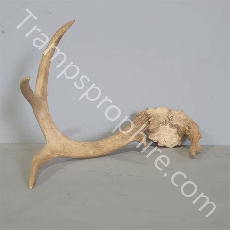 Assorted Small Antlers Tramps Prop Hire