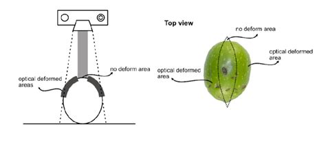 Optical Deformation Scheme Affecting Bruise Spot Measurements Download Scientific Diagram