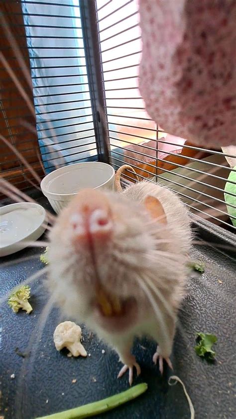 Pet Rats Dancing Cute Rat Funny Animal Pics Cute Animal Designs Pets