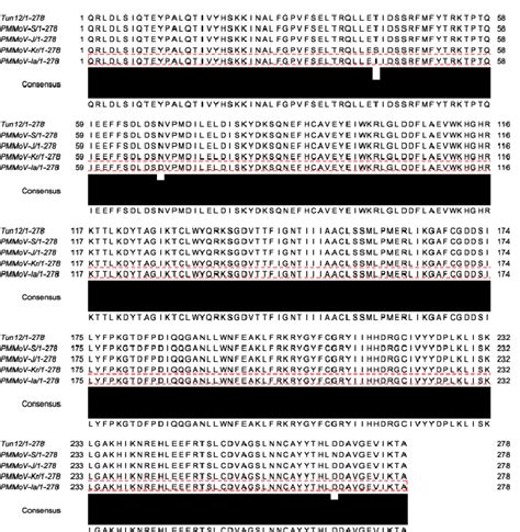 Alignment Of Amino Acid Sequences Using The Jalview A Multiple
