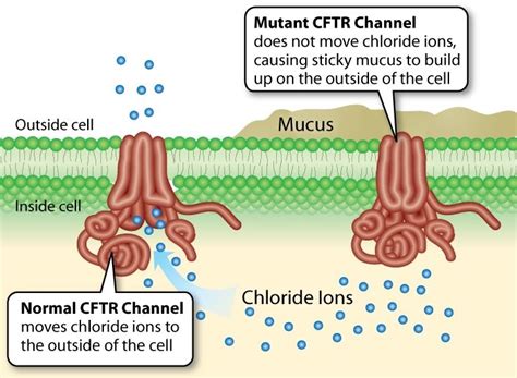 Patterns Of Inheritance The A Level Biologist Your Hub