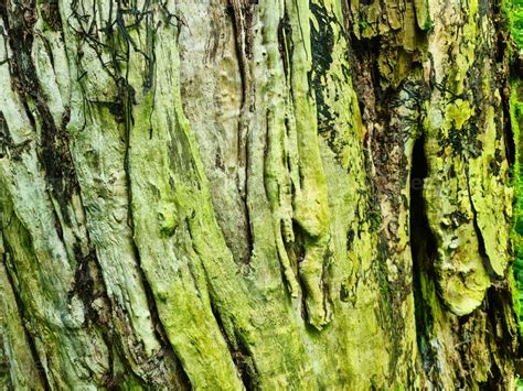 Close Up At Very Detailed Tree Bark Texture In High Resolution Stock Photo At Vecteezy