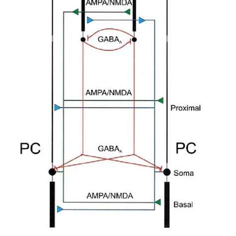 Schematic Of The Prefrontal Cortex Pfc Network Model A Download Scientific Diagram