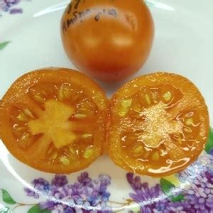 Томат Лазурная Амброзия - Славный Сад