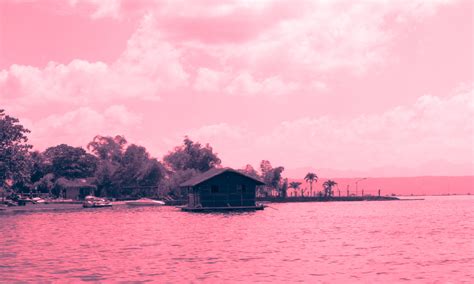 Pink Nature Background Free Stock Photo Public Domain Pictures