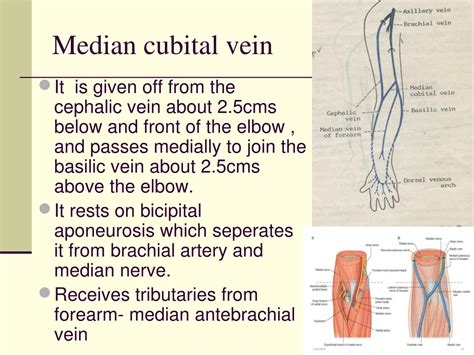 Ppt Venous Drainage And Lymphatics Of The Upper Limb Powerpoint