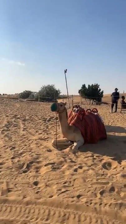 කාන්තාරයේ නෞකාව 👣 Youtube