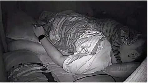 Potret Tingkah Laku Kucing Ini Bikin Geleng Kepala Hot Liputan Com