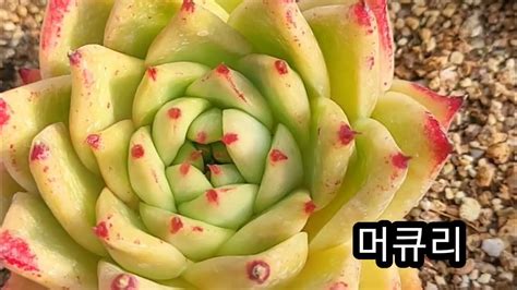 1월25일개당 1만5천원품종 좋고 색감예쁜 아이들 보시고 데려가세요 Youtube