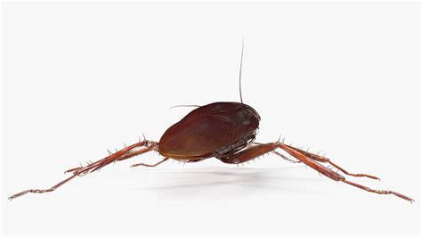 Flying Red Cockroach 3d Model 79 3ds Fbx Max Obj Free3d