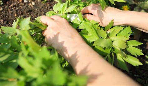 1 2 Frunze De LeuŞtean Mestecate DupĂ Masă Efectele Asupra Sistemului