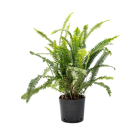 Samambaia Do Sol Nephrolepis Obliterata Médio Planta Natural Leroy Merlin