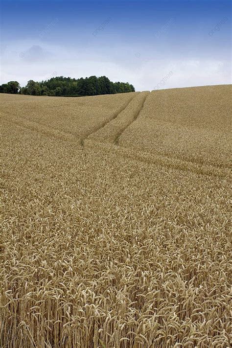 Rolling Wheat Field Rural Natural Plants Photo Background And Picture