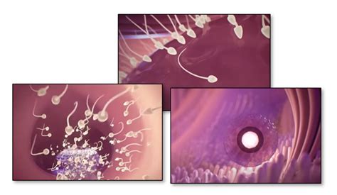 Conception Explained Video Clip 205 Mins Free Beready