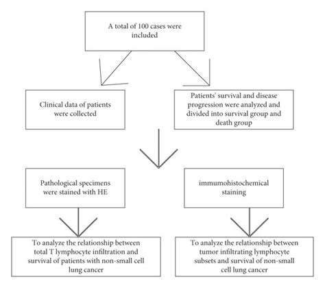 Technical Flowchart To Analyze The Relationship Between T Cell