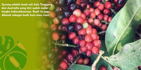 Ragam Manfaat Buah Buni Bagus Untuk Menjaga Kesehatan Mata