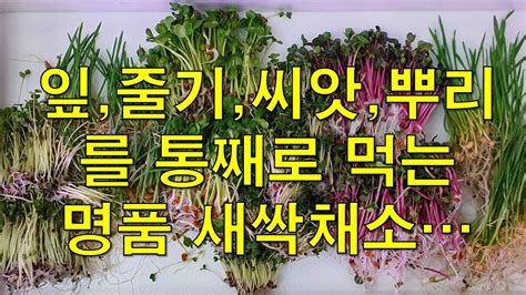 잎줄기씨앗뿌리를 통째로 먹는 명품 새싹채소 Youtube