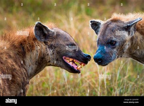 Striped Hyena Teeth