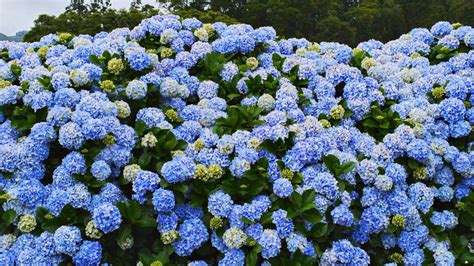 Gardeners Told To Stop Deadheading Hydrangeas In February Or Risk