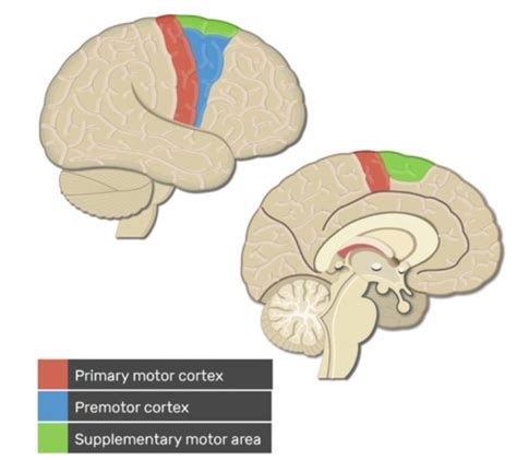 Pns Somatic Motor Pathways Flashcards Quizlet