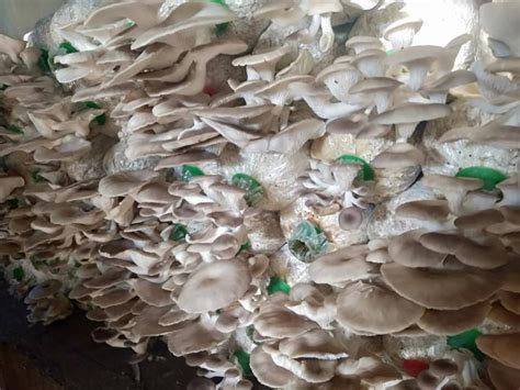 กิจกรรมเศรษฐกิจพอเพียง โรงเรียนบ้านประดาเจ็ดรัง Facebook