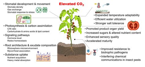 Co2 Enrichment Greenhouse At Nicholas Mckillop Blog